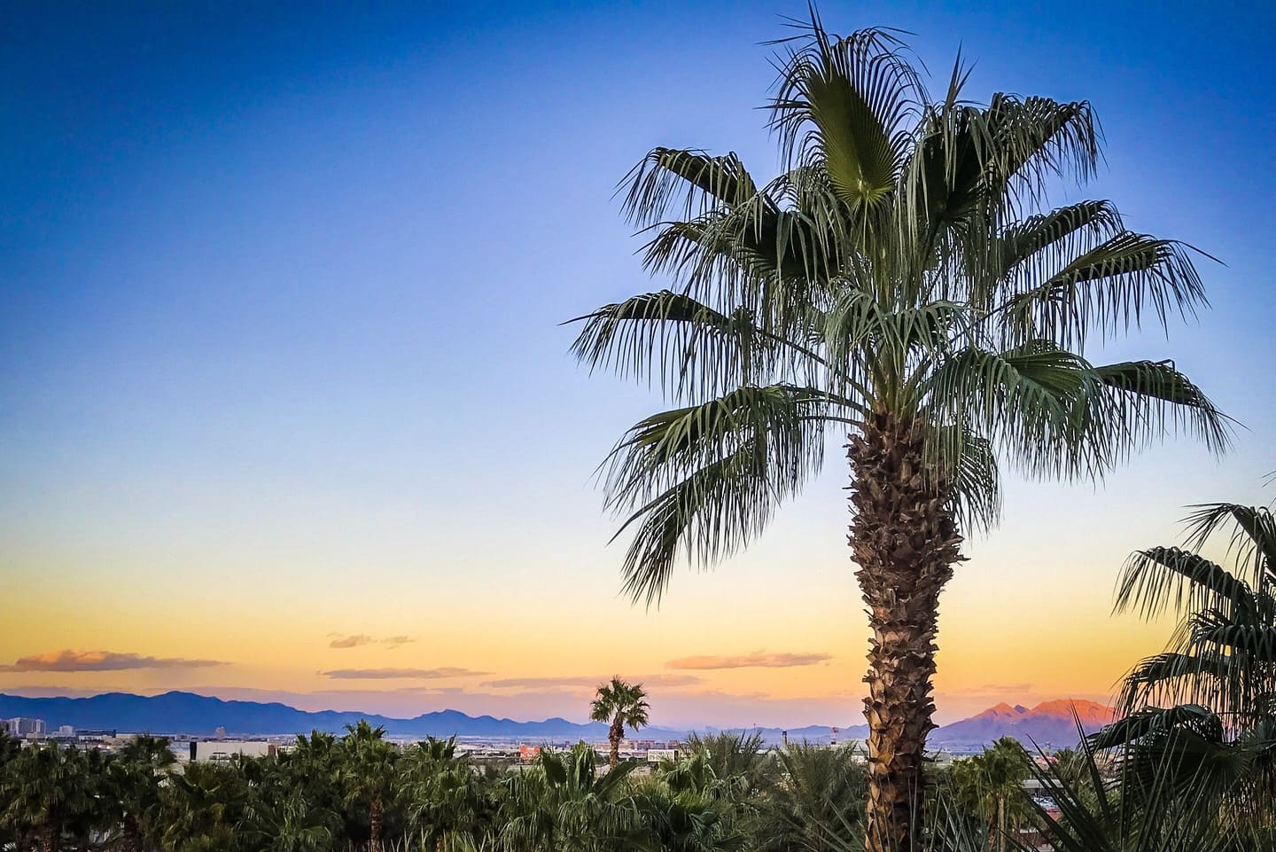 Can you grow palm trees in Australia | Are palm trees easy to maintain?